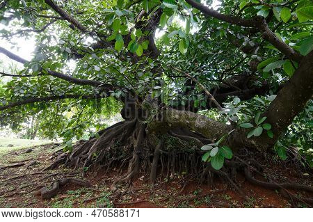 Giant Fig Tree Public Image & Photo (Free Trial) | Bigstock