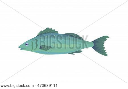 Sea Bass Marine Fish Vector & Photo (Free Trial) | Bigstock