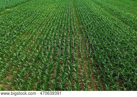 Rows Of Crops Aerial