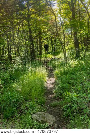 Long Distance Hiker On Image & Photo (Free Trial) | Bigstock
