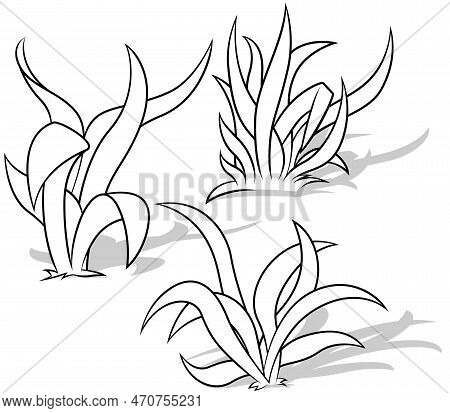 Drawing Three Grasses Vector & Photo (Free Trial) | Bigstock