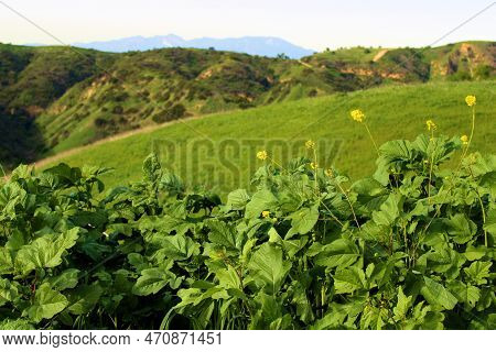 Chaparral Plants Image & Photo (Free Trial) | Bigstock