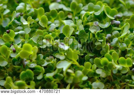 Freshly Sprouted Micro Image & Photo (Free Trial) | Bigstock