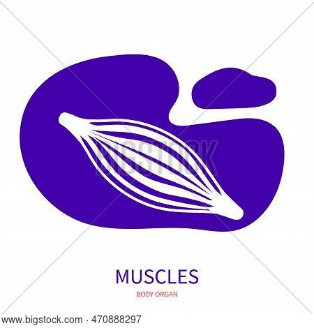 Human Muscle Body Vector & Photo (Free Trial) | Bigstock