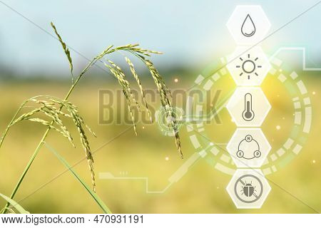 Smart Farm, Nature Image & Photo (Free Trial) | Bigstock