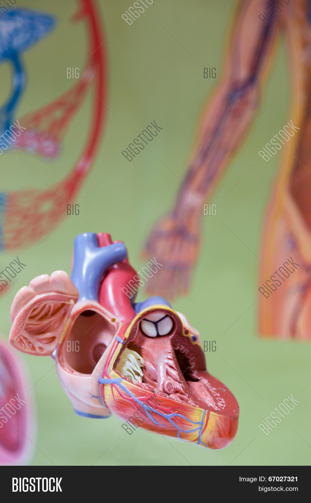 Human Heart Model Image & Photo (Free Trial) | Bigstock