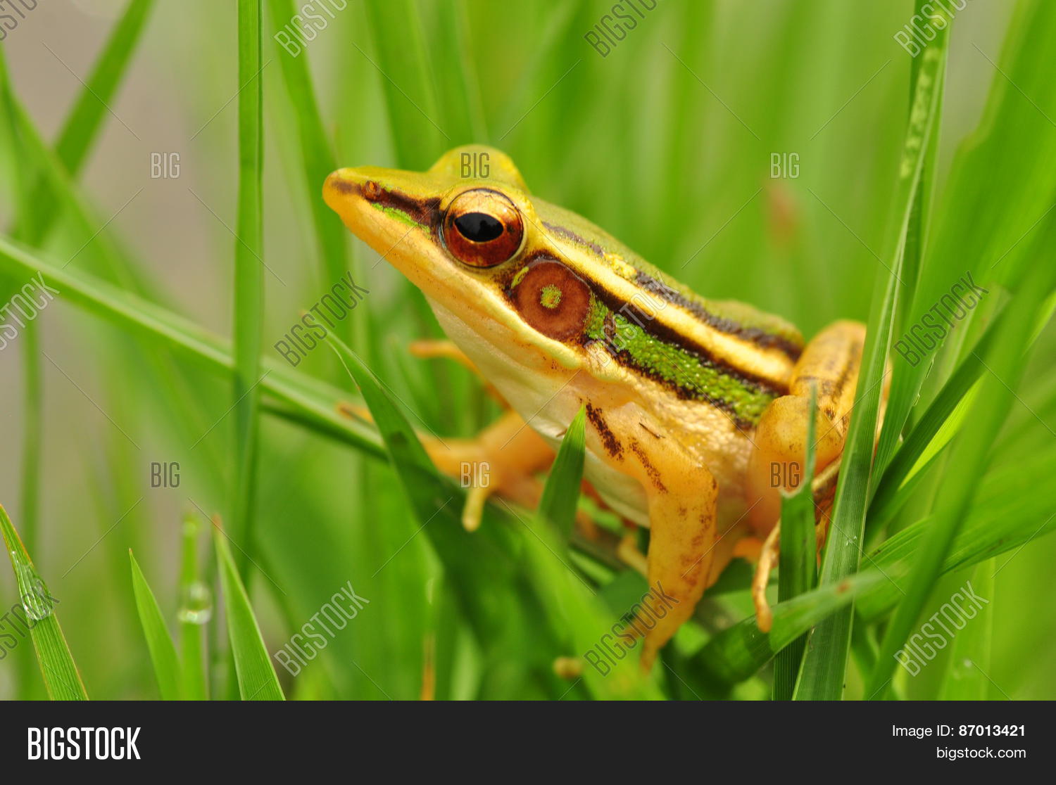 Hidden Frog Image & Photo (Free Trial) | Bigstock