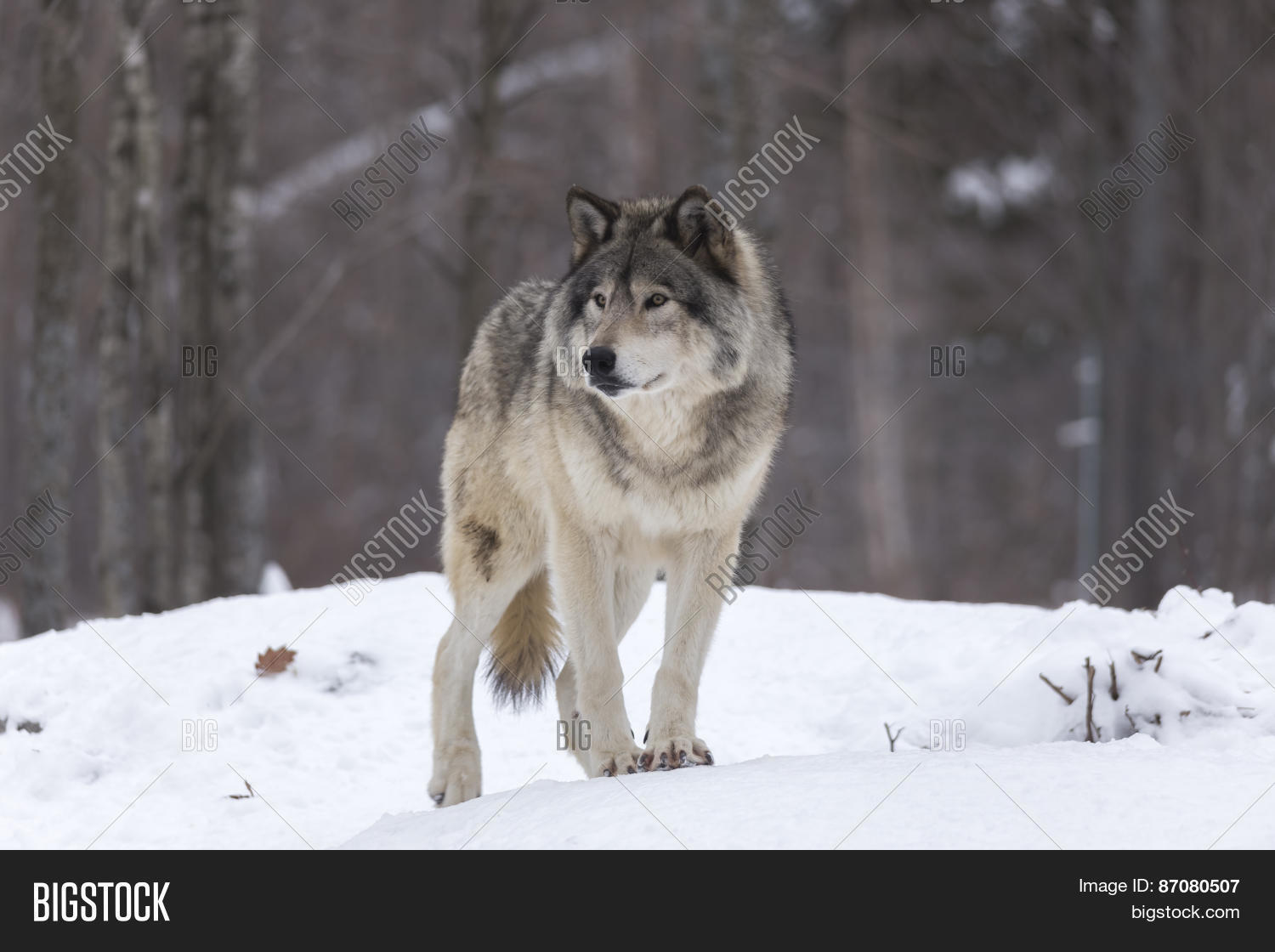 Lone Timber Wolf Image & Photo (Free Trial) | Bigstock