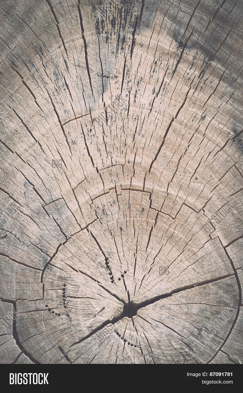 Texture Tree Stump Image & Photo (Free Trial) | Bigstock