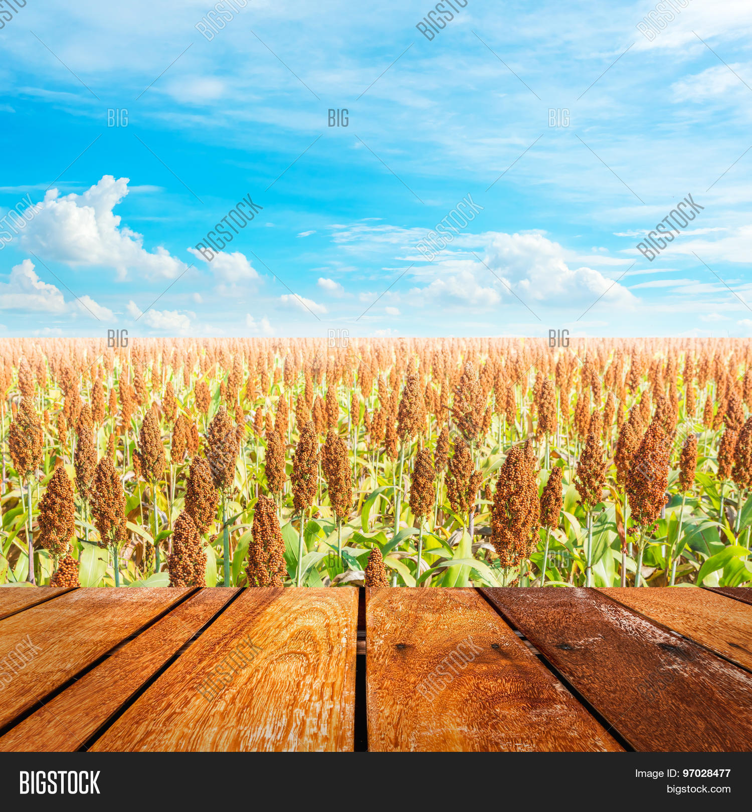 Image Sorghum Field Image & Photo (Free Trial) | Bigstock