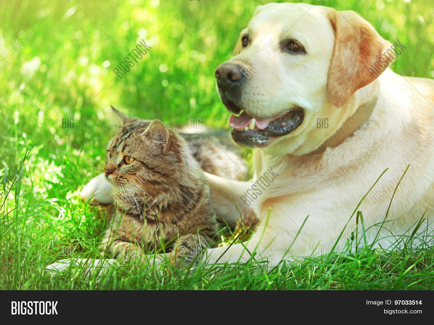 Friendly Dog Cat Image & Photo (Free Trial) | Bigstock