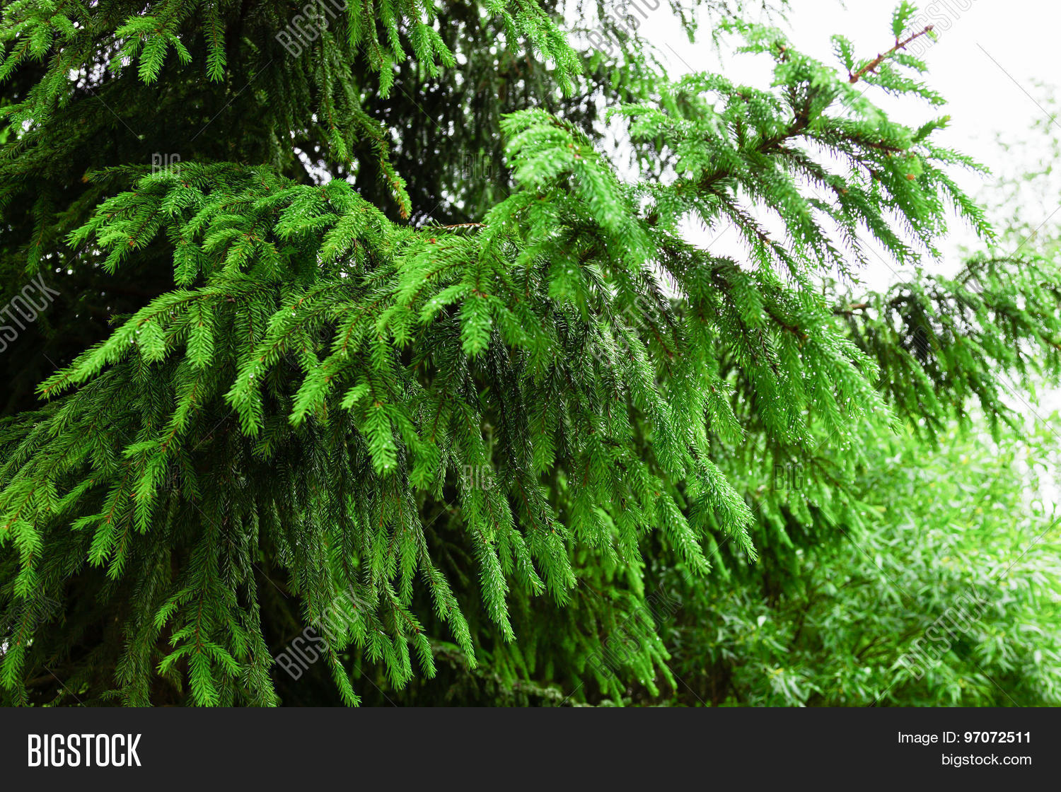 Spruce Branch After Image & Photo (Free Trial) | Bigstock