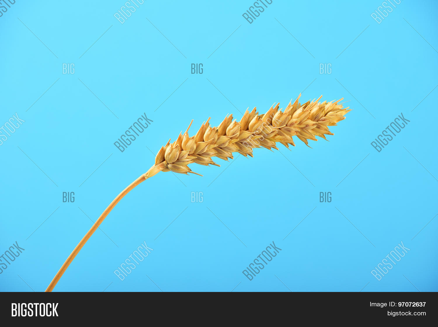One Wheat Ripe Ear Image & Photo (Free Trial) | Bigstock