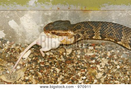 Snake Eating Mouse Image & Photo (Free Trial) | Bigstock