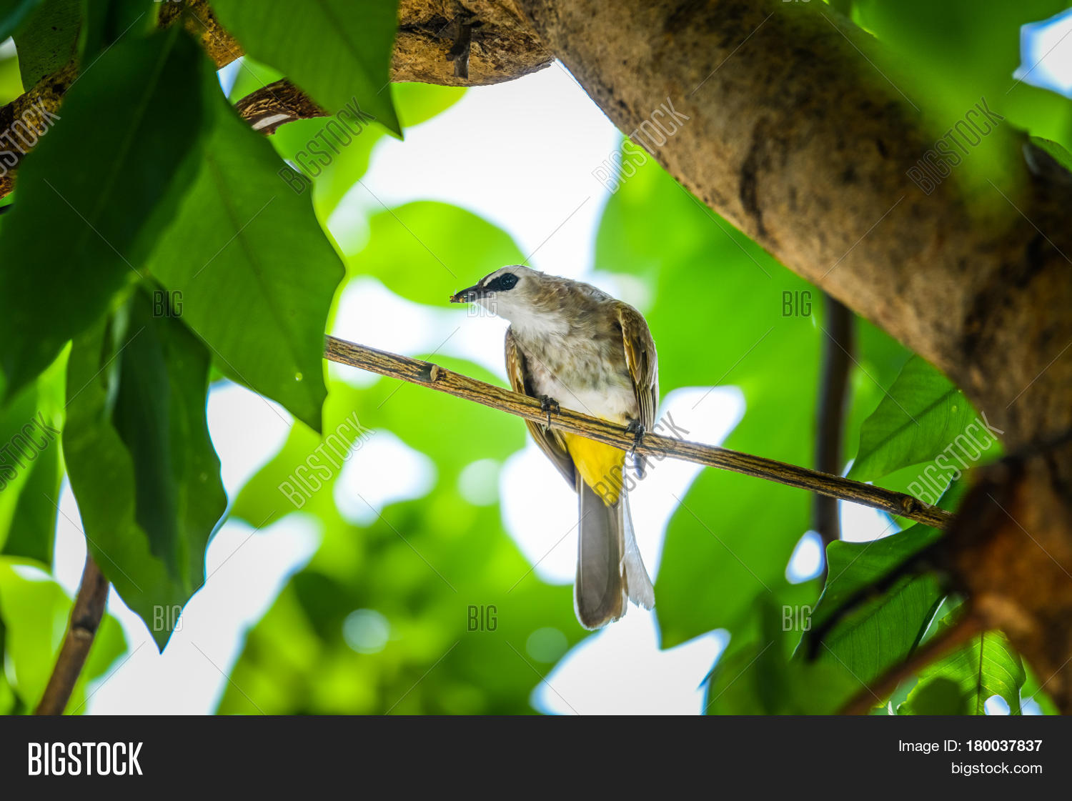 Yellow-vented Bulbul Image & Photo (Free Trial) | Bigstock