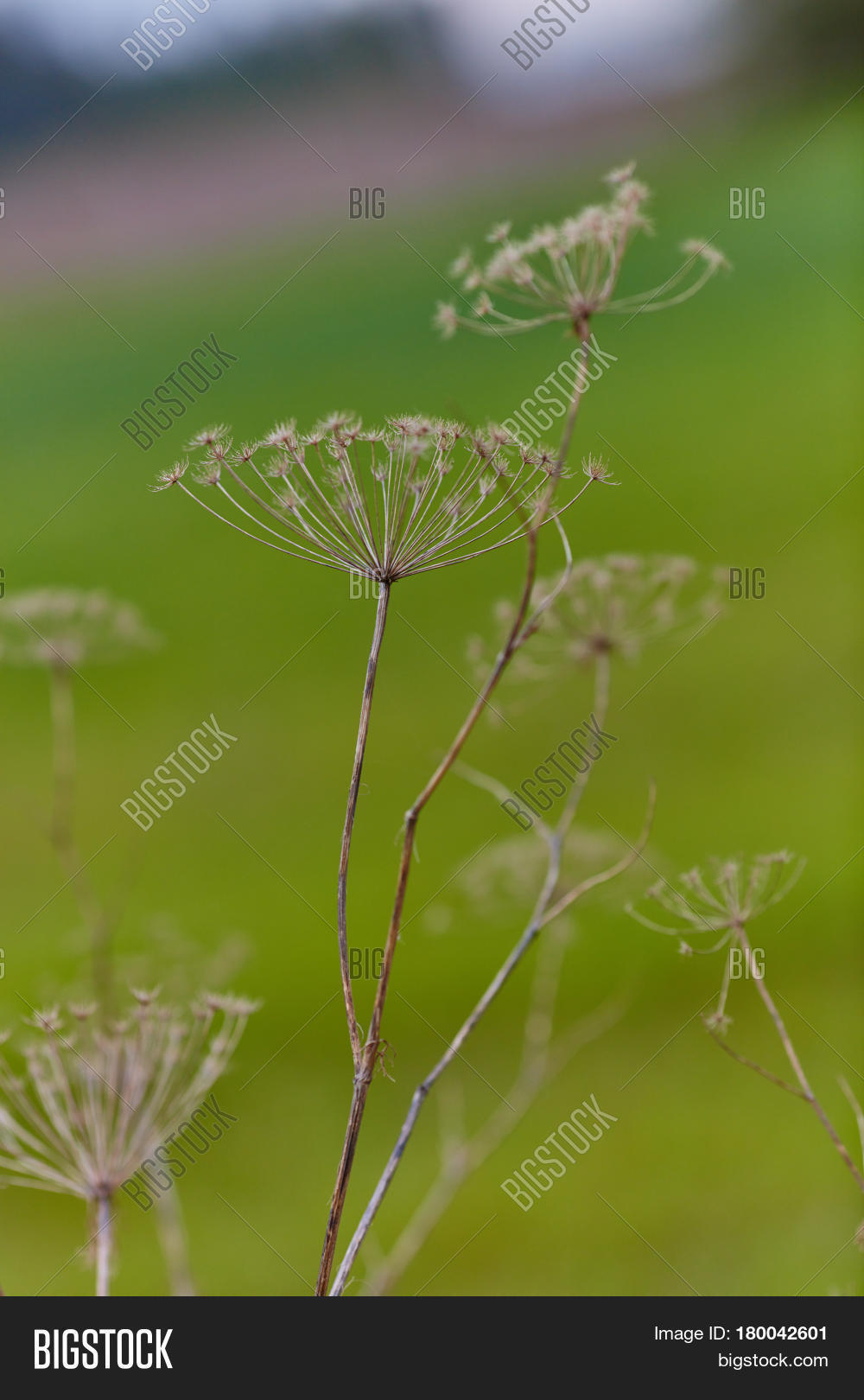 Angelica Archangelica Image & Photo (Free Trial) | Bigstock
