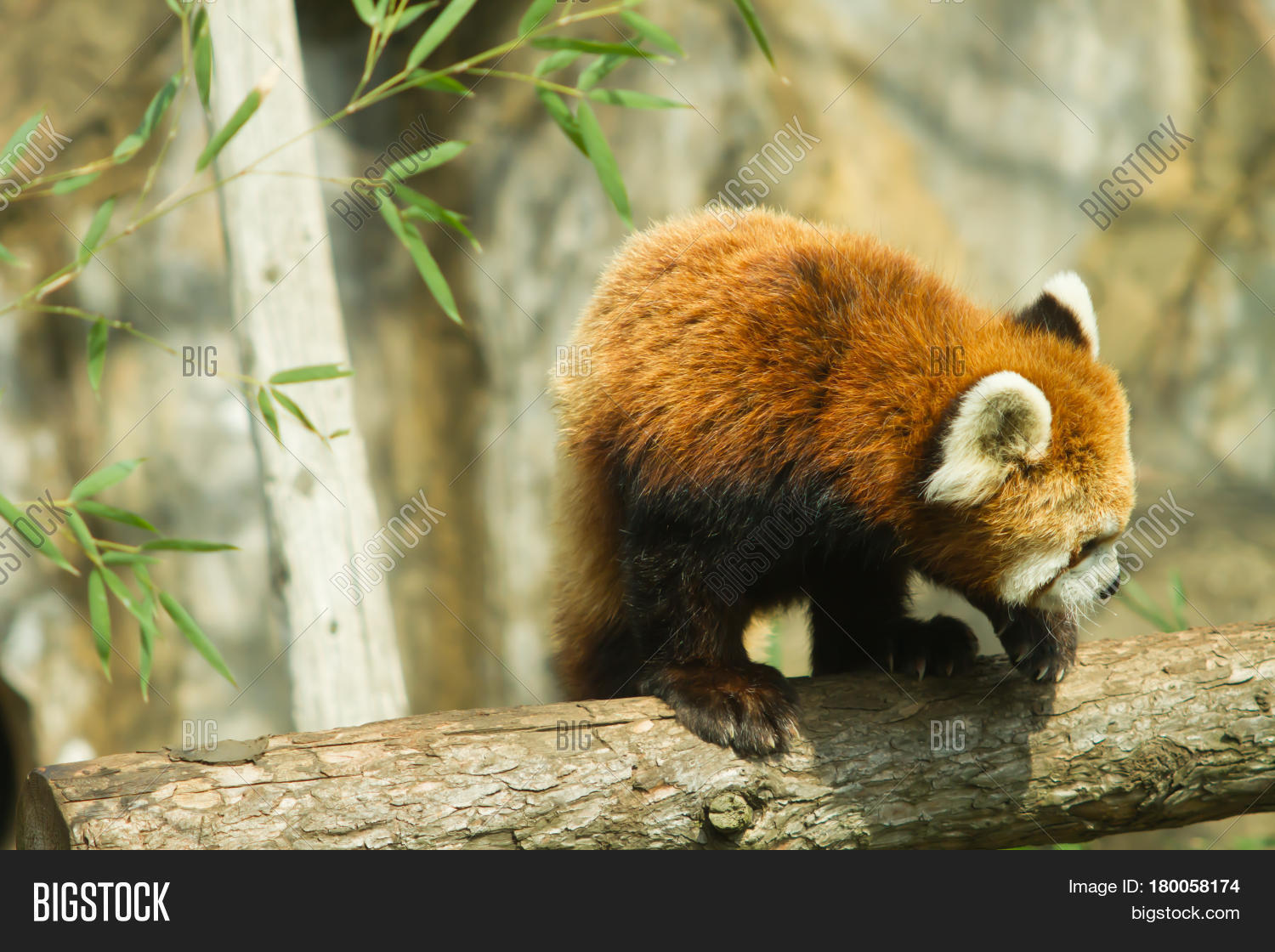 Lesser Panda Zoo Image & Photo (Free Trial) | Bigstock
