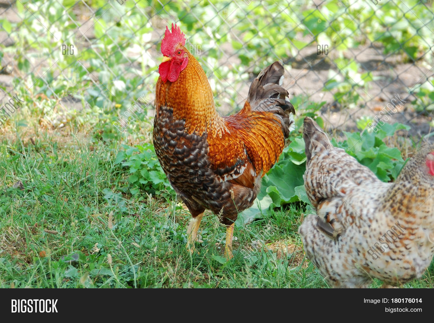 Beautiful Rooster Hen Image & Photo (Free Trial) | Bigstock