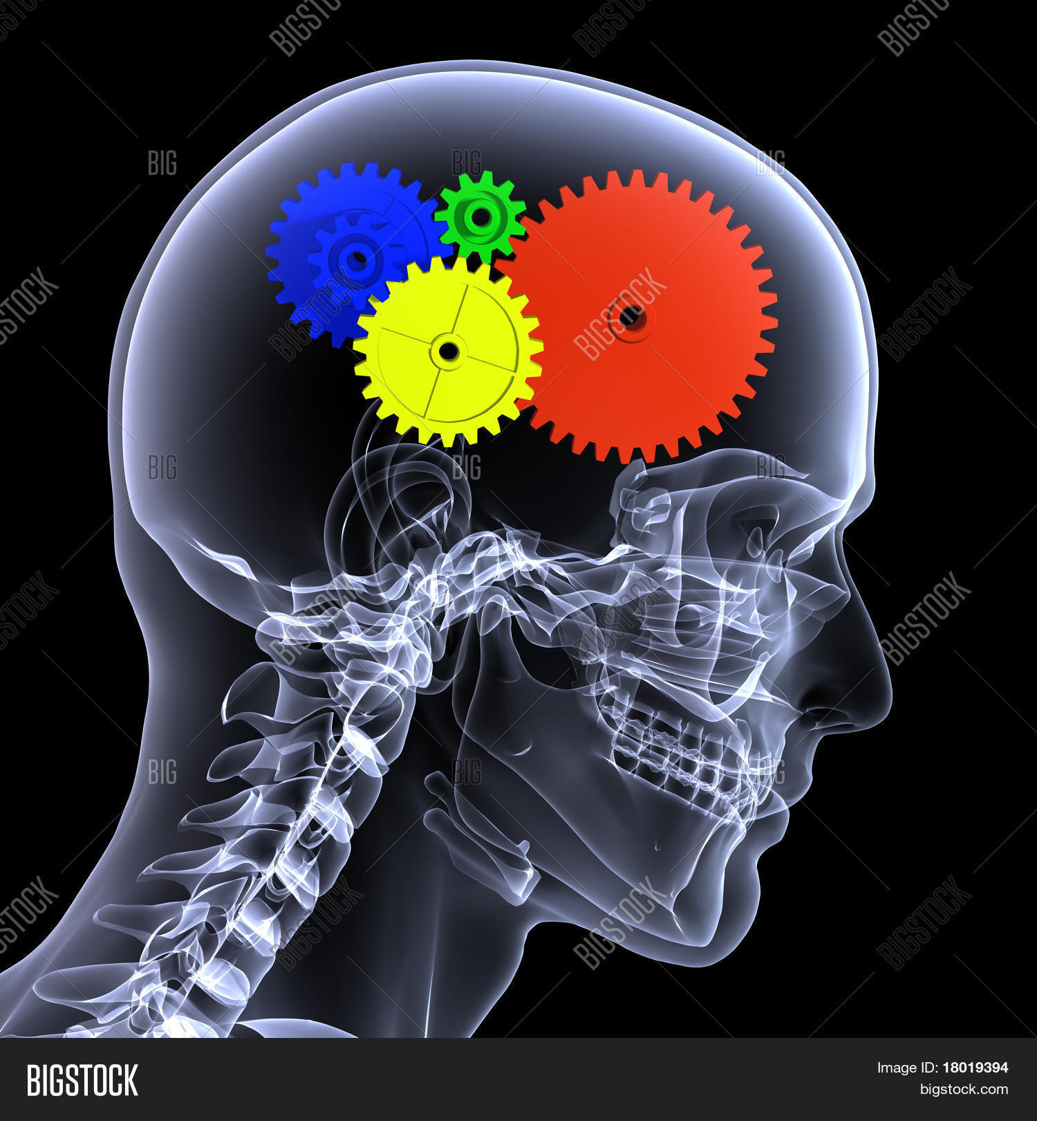 Skeleton X-ray - Gear Image & Photo (Free Trial) | Bigstock