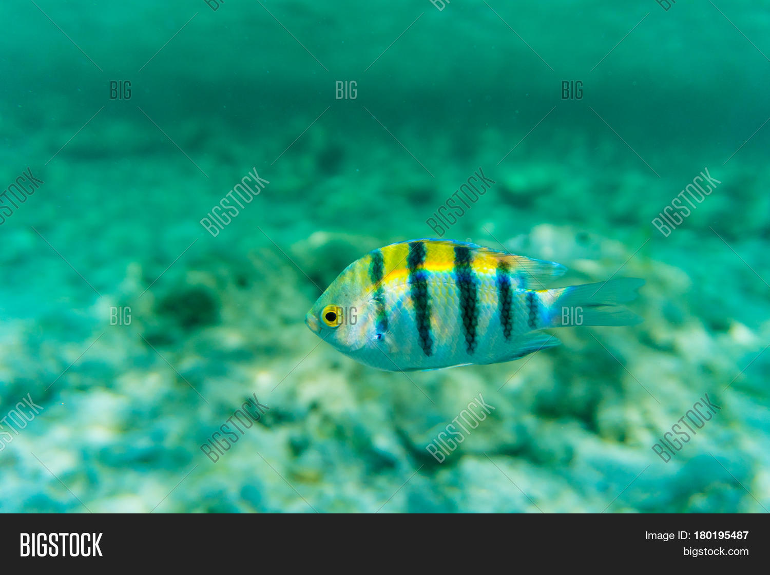 Sergeant Major Fish Image & Photo (Free Trial) | Bigstock