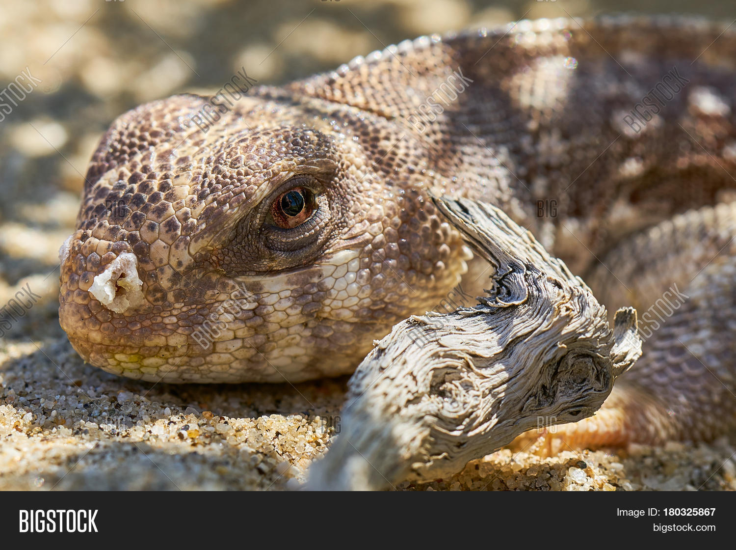 Small Brown Lizard Image & Photo (Free Trial) | Bigstock