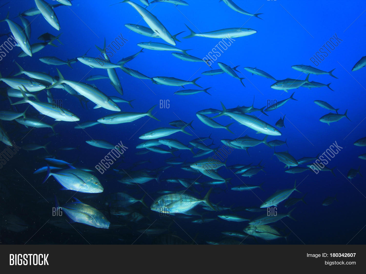 Trevally (jack) Fish Image & Photo (Free Trial) | Bigstock