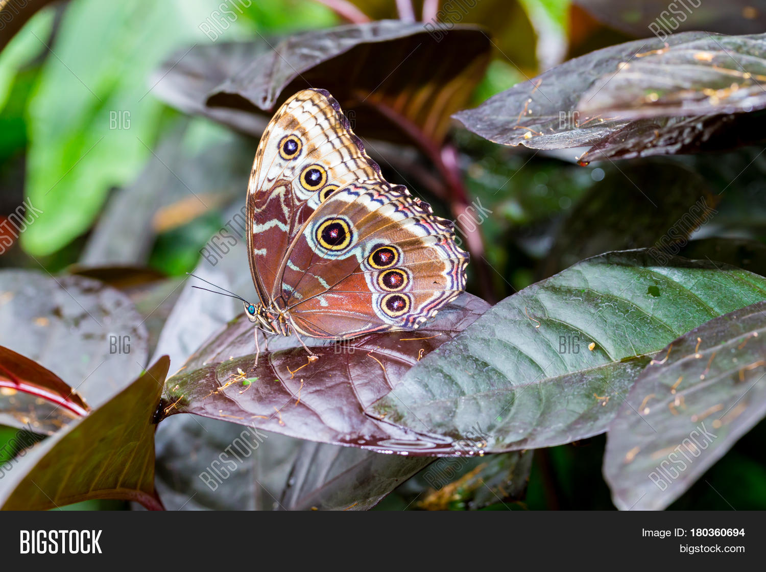 Rainforest Blue Morpho Image & Photo (Free Trial) | Bigstock