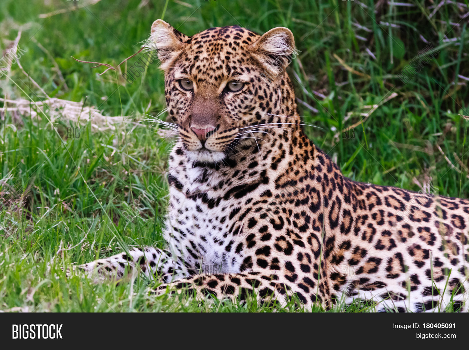 Young African Leopard Image & Photo (Free Trial) | Bigstock
