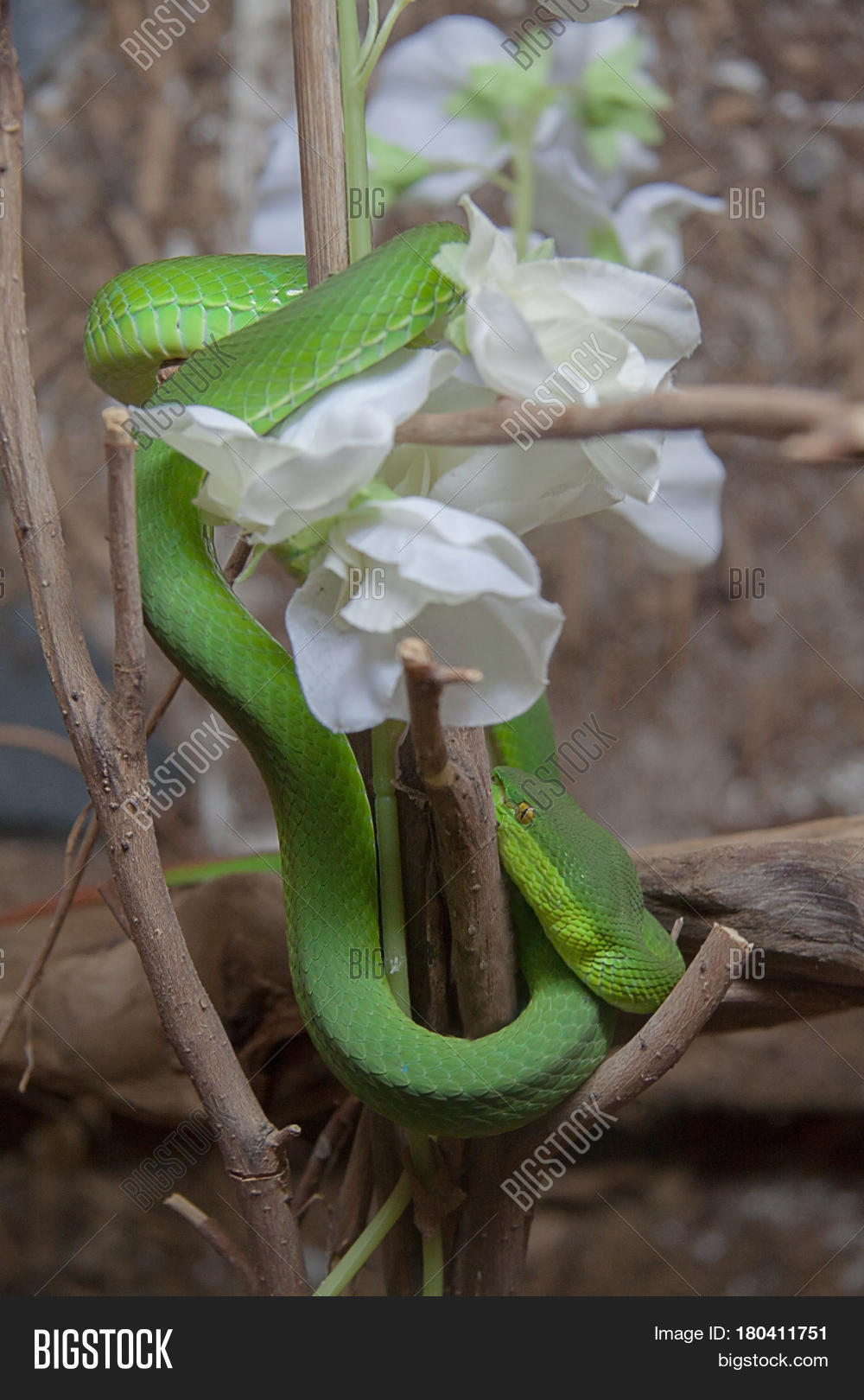 Photo Green Tree Snake Image & Photo (Free Trial) | Bigstock