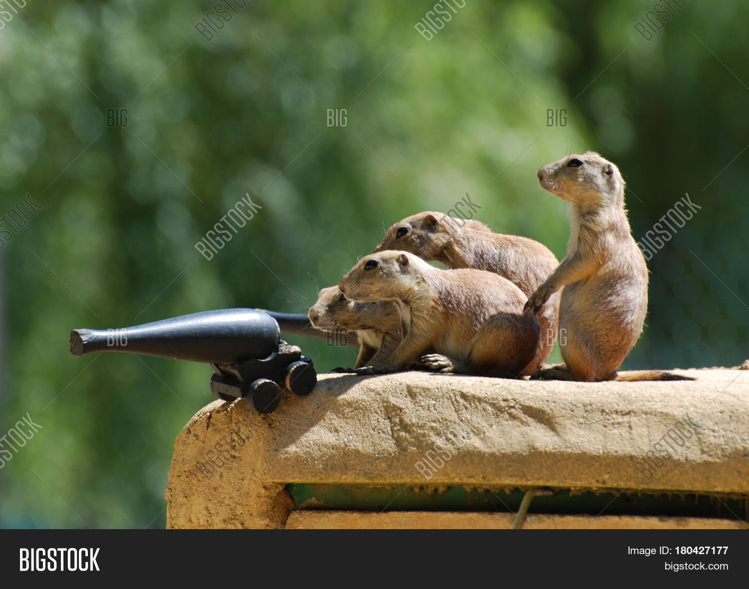 Great Group Prairie Image & Photo (Free Trial) | Bigstock