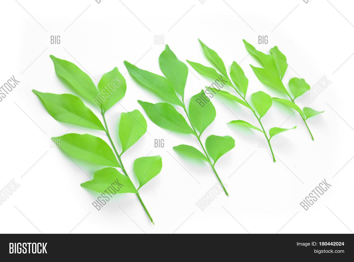 Leaves Lined Together Image & Photo (Free Trial) | Bigstock