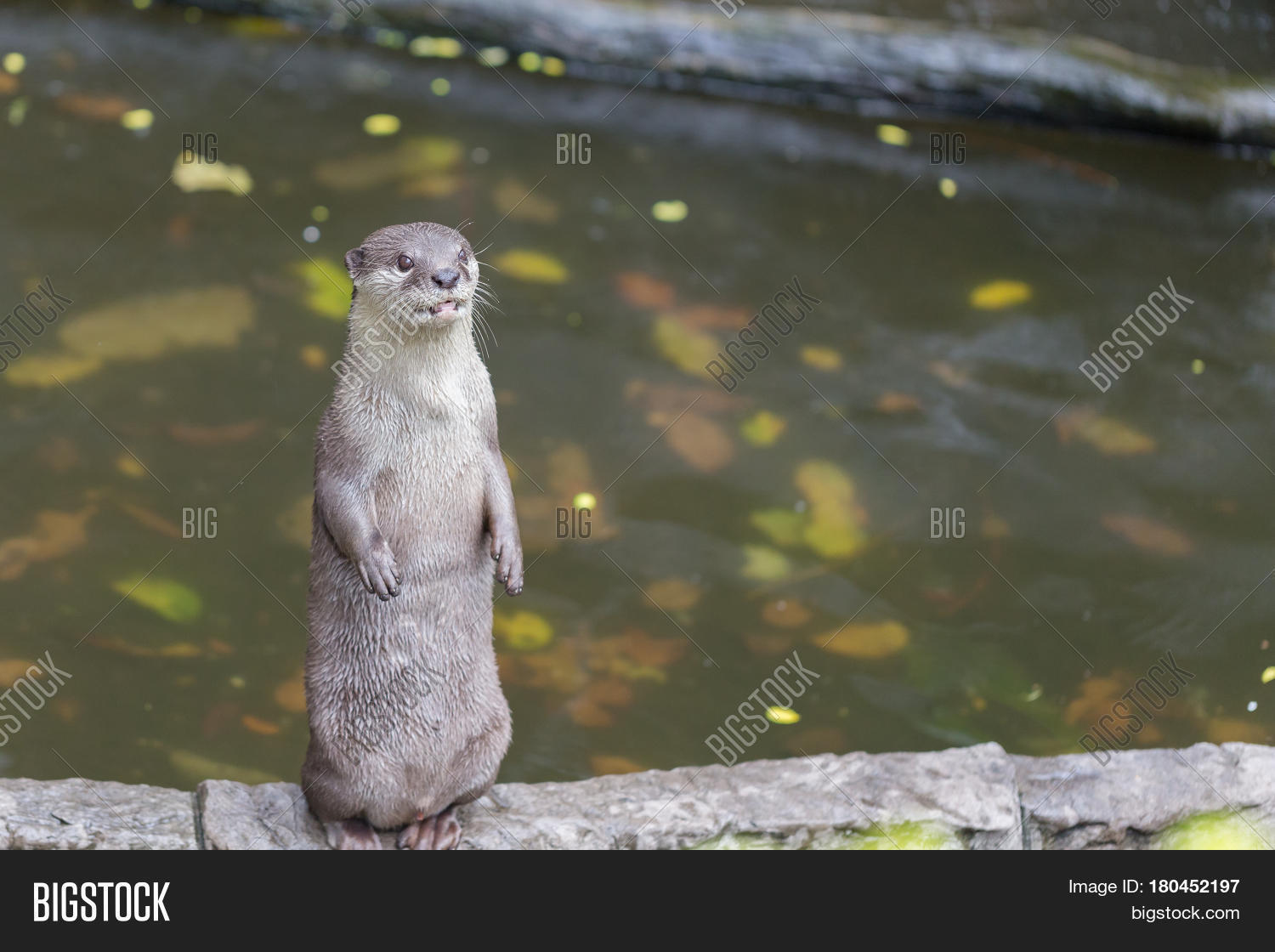 Wild Animal Aonyx Image & Photo (Free Trial) | Bigstock