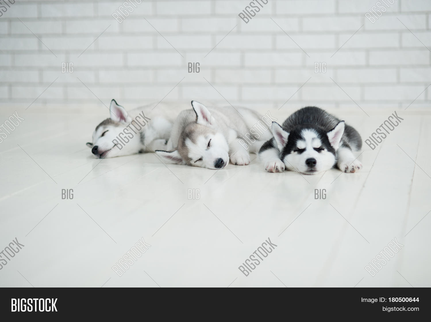 Husky Puppies Sleeping Image & Photo (Free Trial) | Bigstock