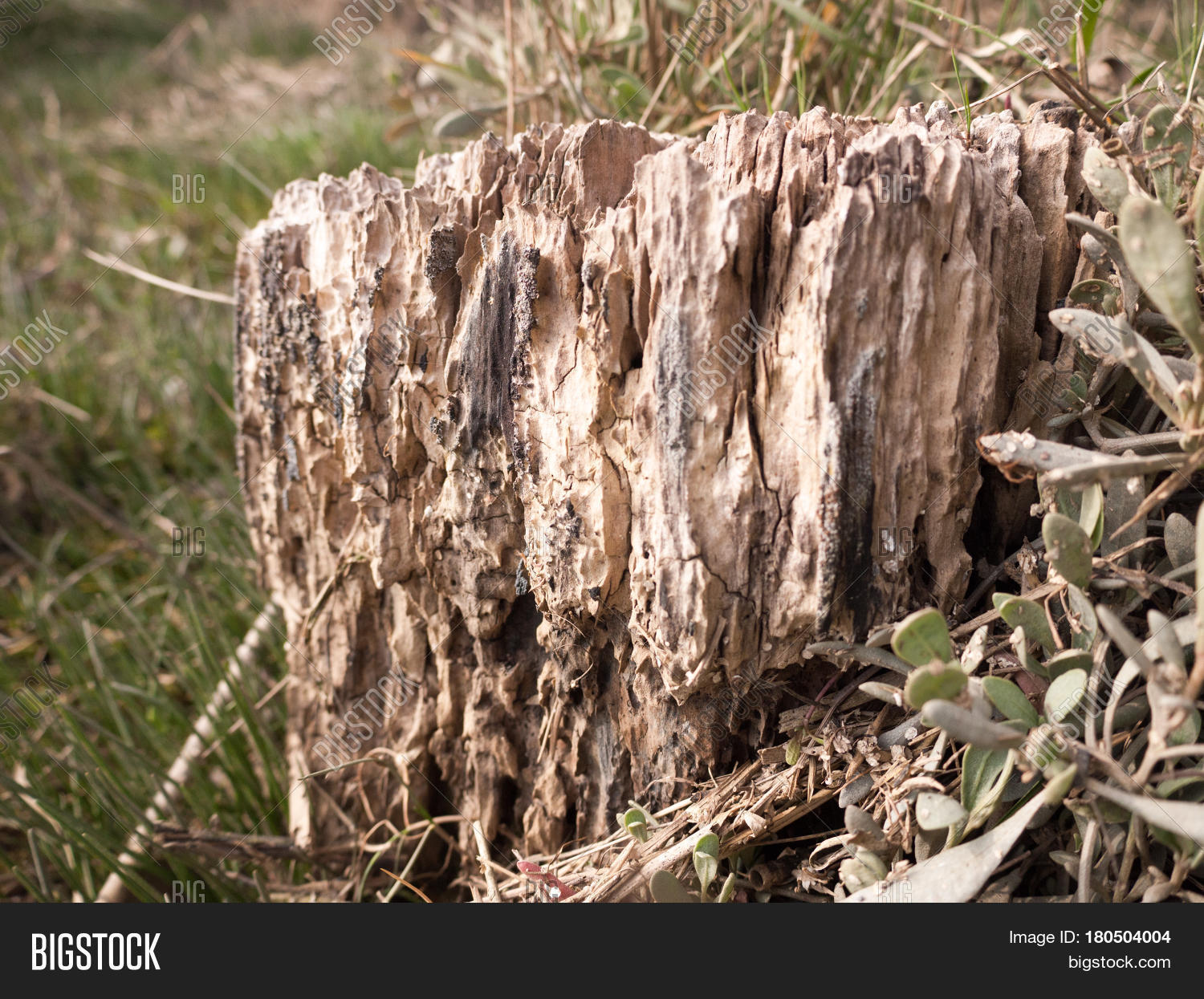Tree Stump Lots Detail Image & Photo (Free Trial) | Bigstock