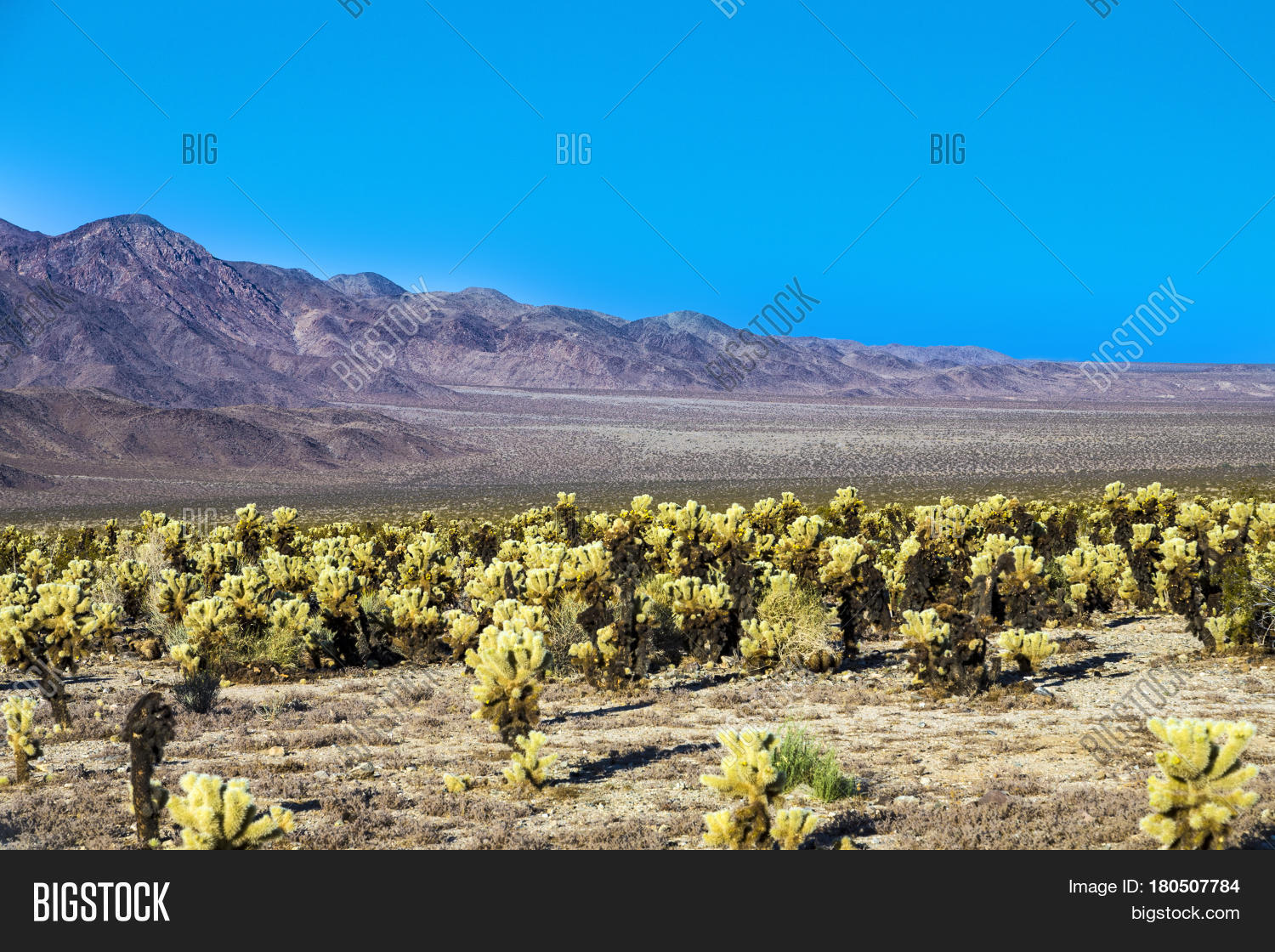 Beautiful Cholla Image & Photo (Free Trial) | Bigstock