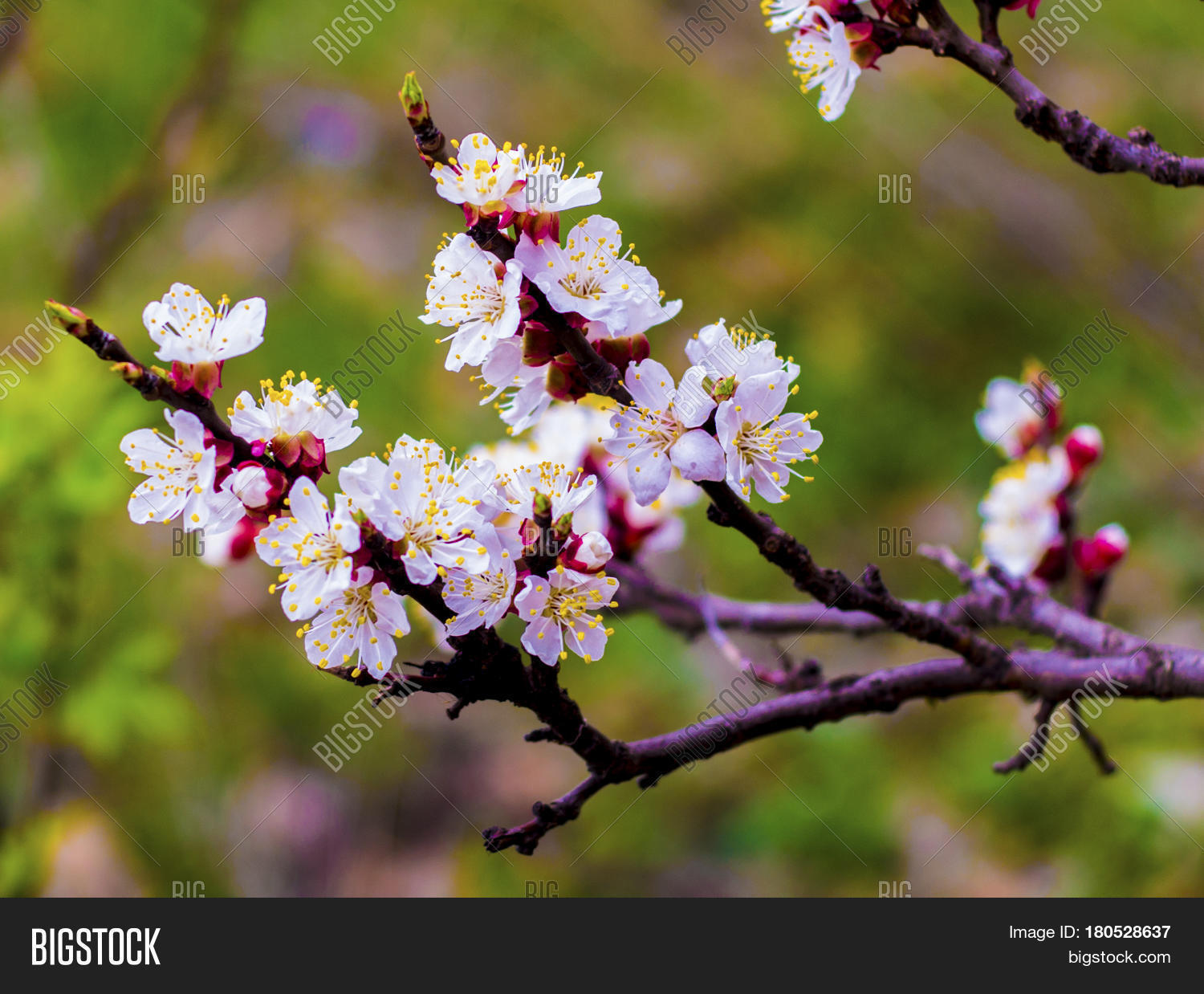 Flowering Apricot Image & Photo (Free Trial) | Bigstock