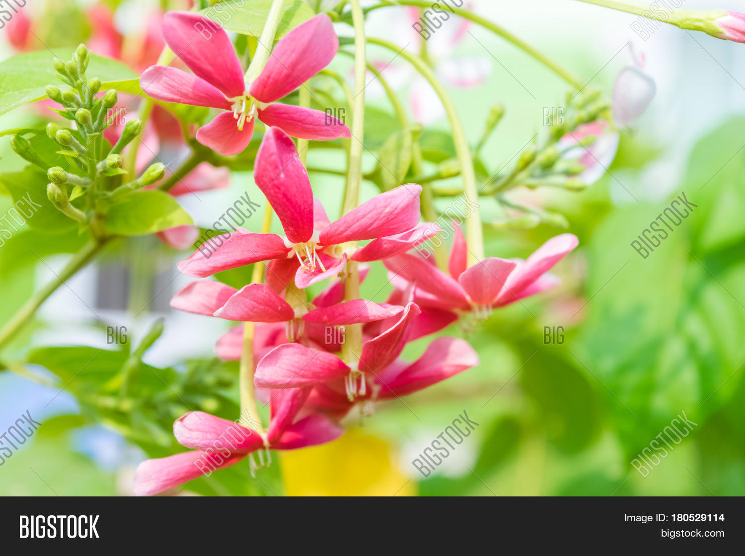 Quisqualis Indica Image & Photo (Free Trial) | Bigstock