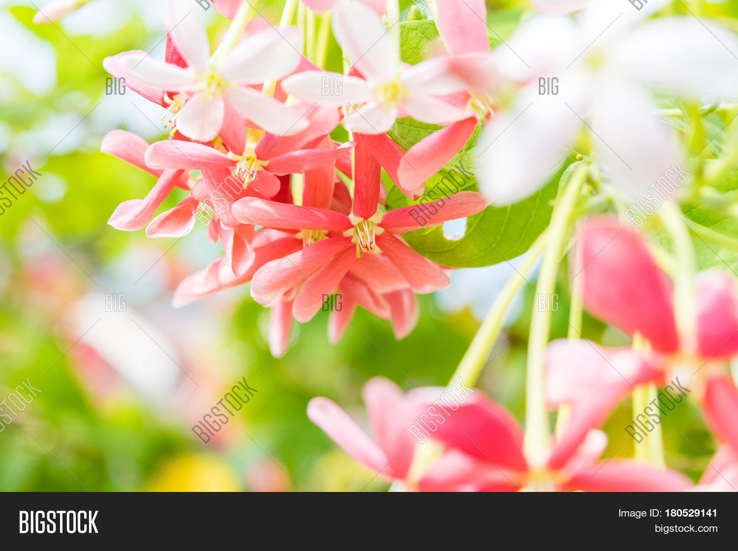 Quisqualis Indica Image & Photo (Free Trial) | Bigstock