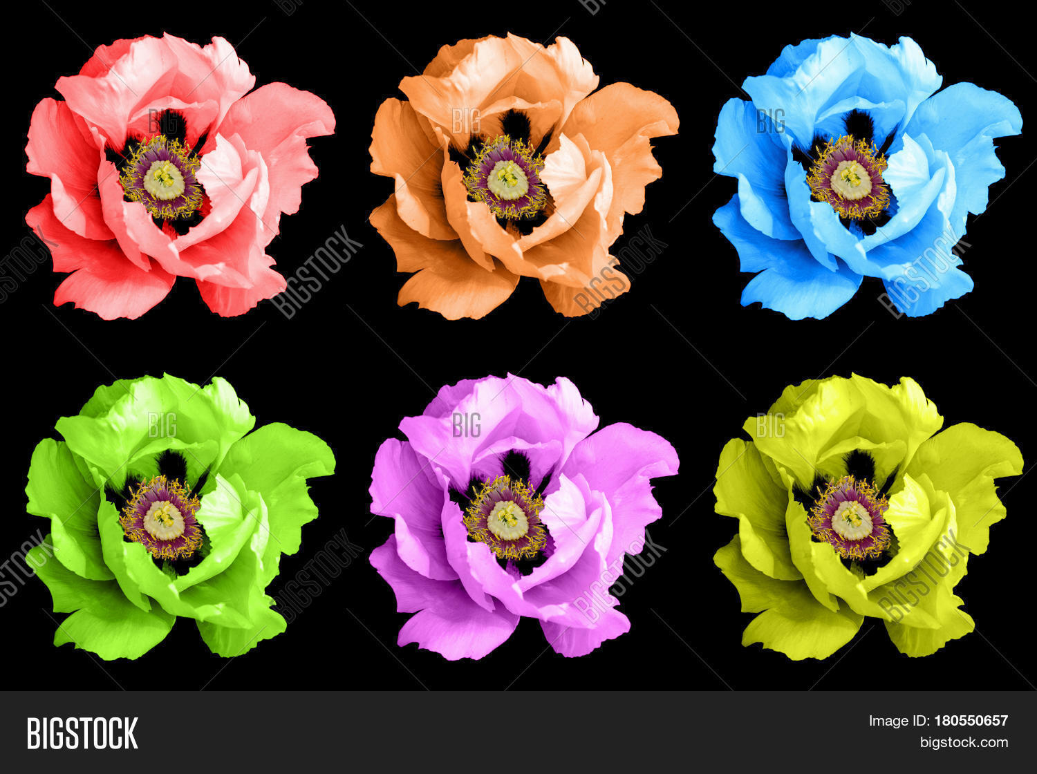Pack Colored Peony Image & Photo (Free Trial) | Bigstock