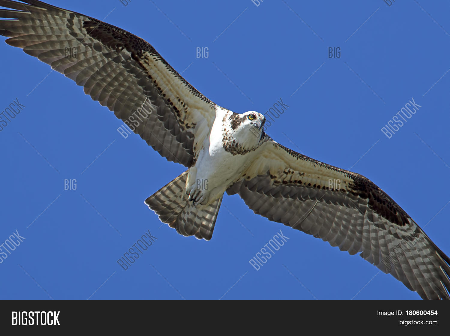 Osprey Soars High Sky Image & Photo (Free Trial) | Bigstock