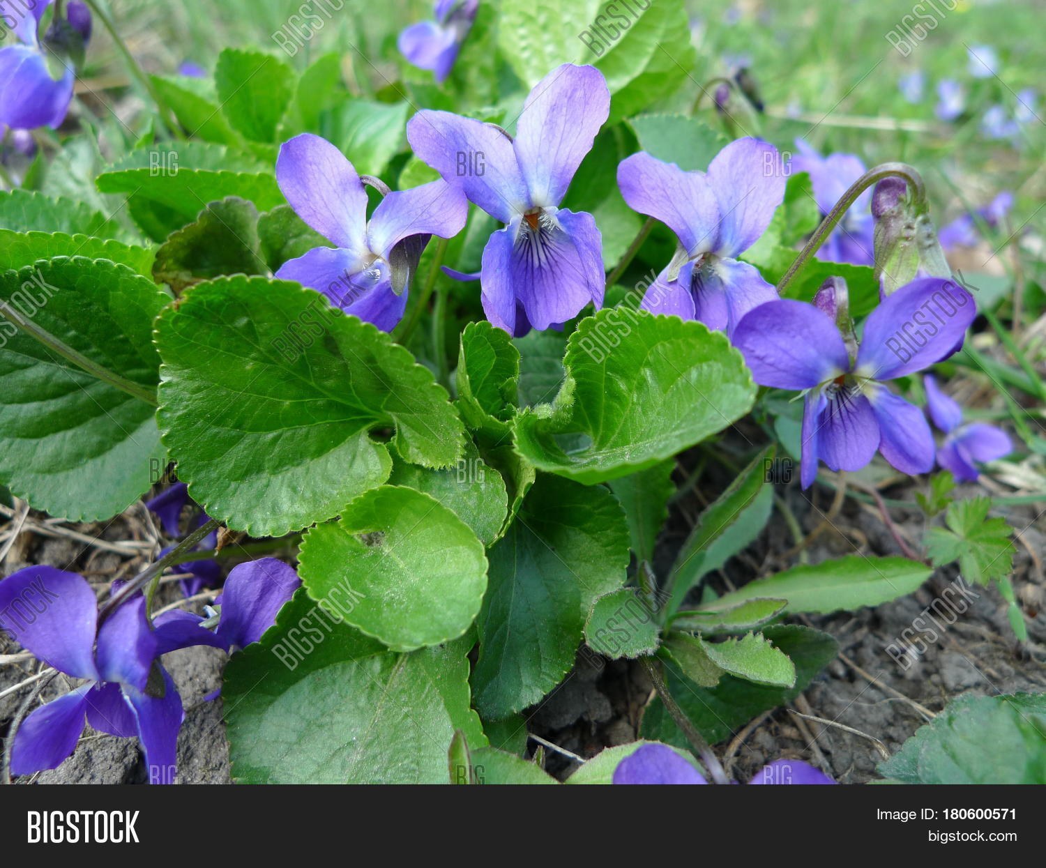 Fragrant Violets Wild Image & Photo (Free Trial) | Bigstock