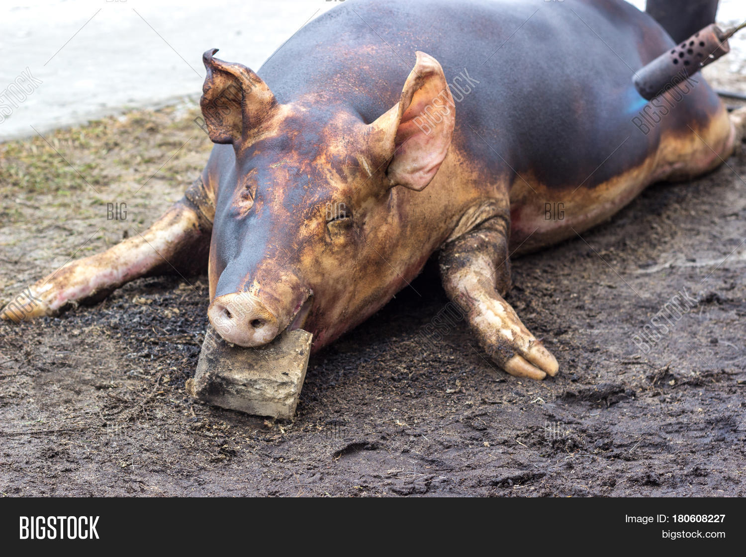 Pig Killing. Slaughter Image & Photo (Free Trial) | Bigstock