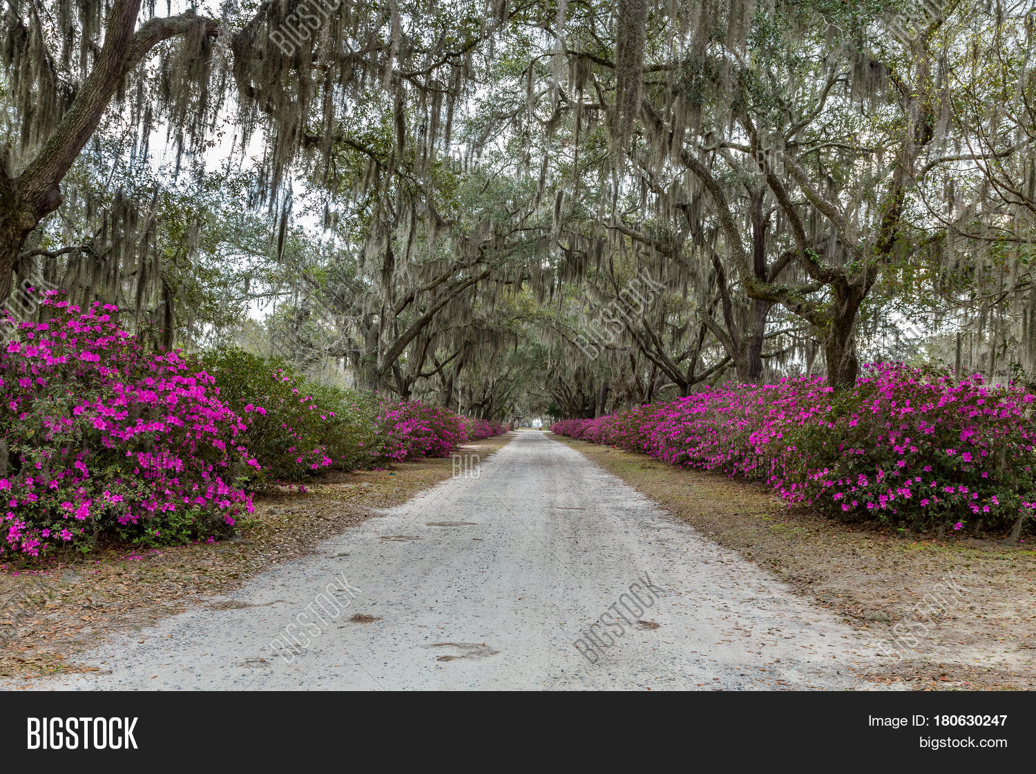 Azalea Bushes Live Oak Image & Photo (Free Trial) | Bigstock