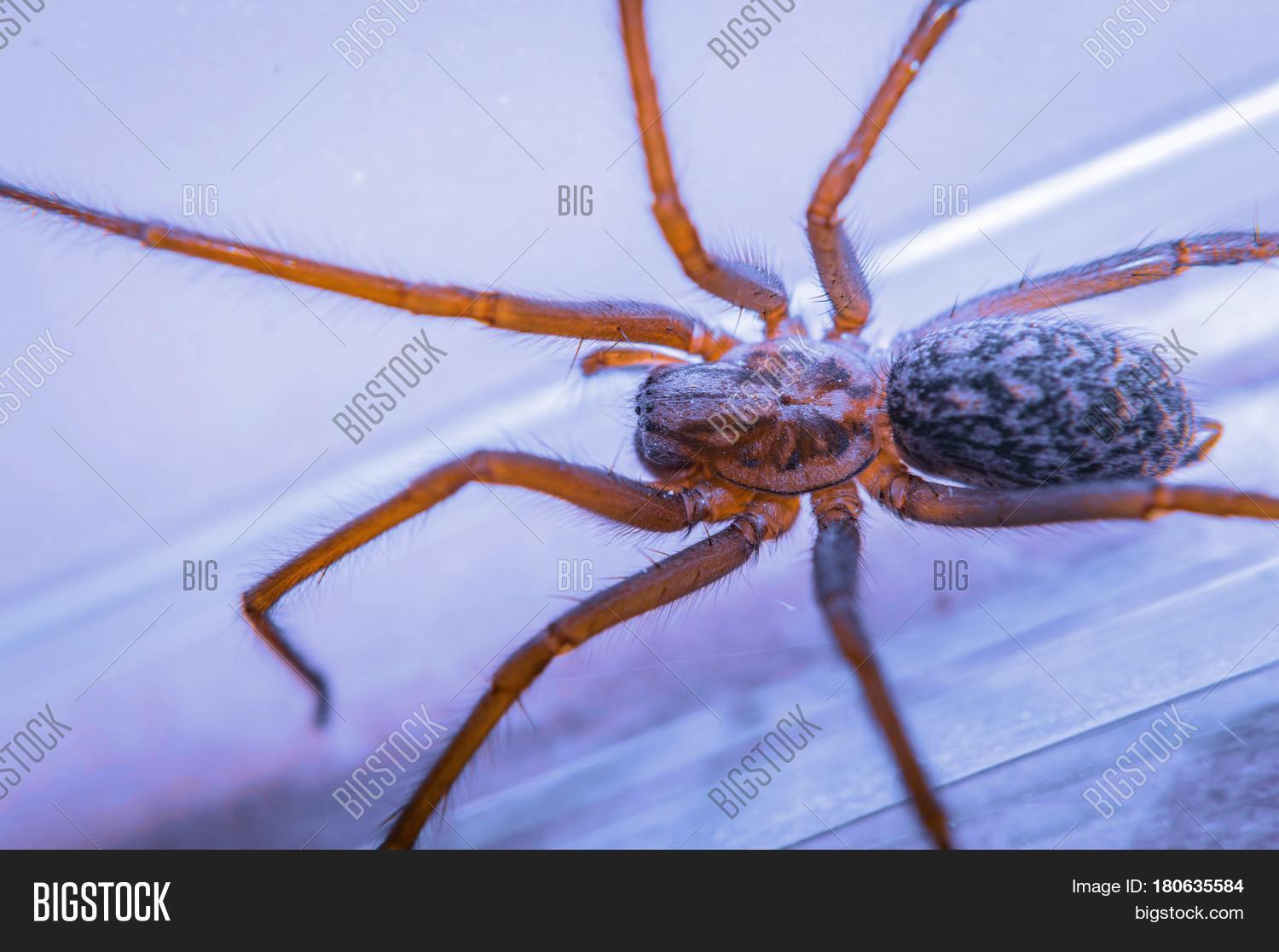 Giant House Spider, Image & Photo (Free Trial) | Bigstock