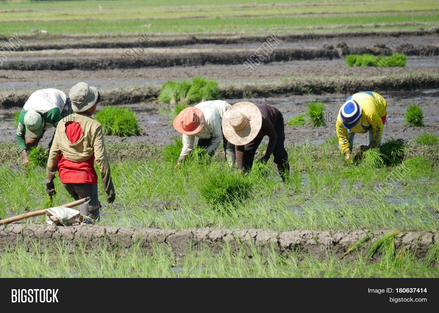 Rice Planting, Image & Photo (Free Trial) | Bigstock