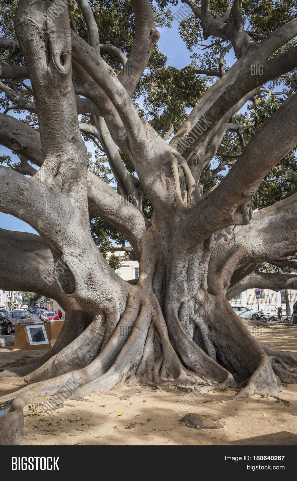 Giant Rubber Tree " Image & Photo (Free Trial) | Bigstock