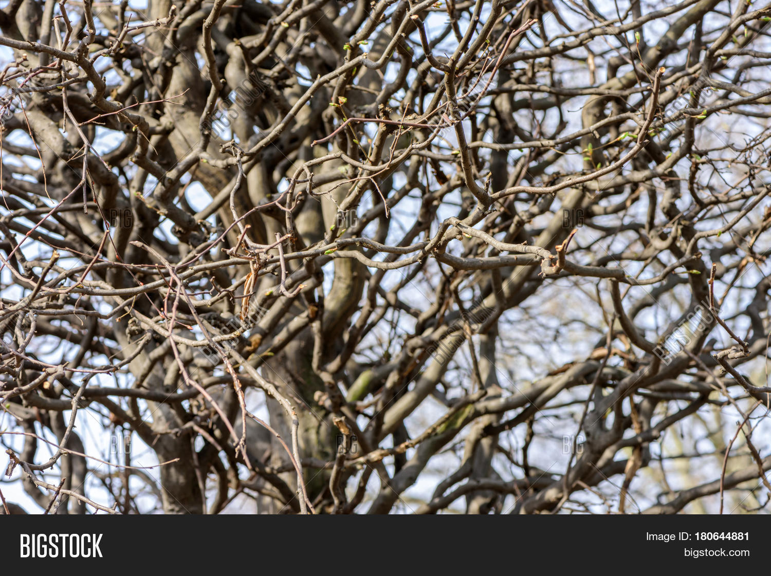 Twisty Branches Tree Image & Photo (Free Trial) | Bigstock