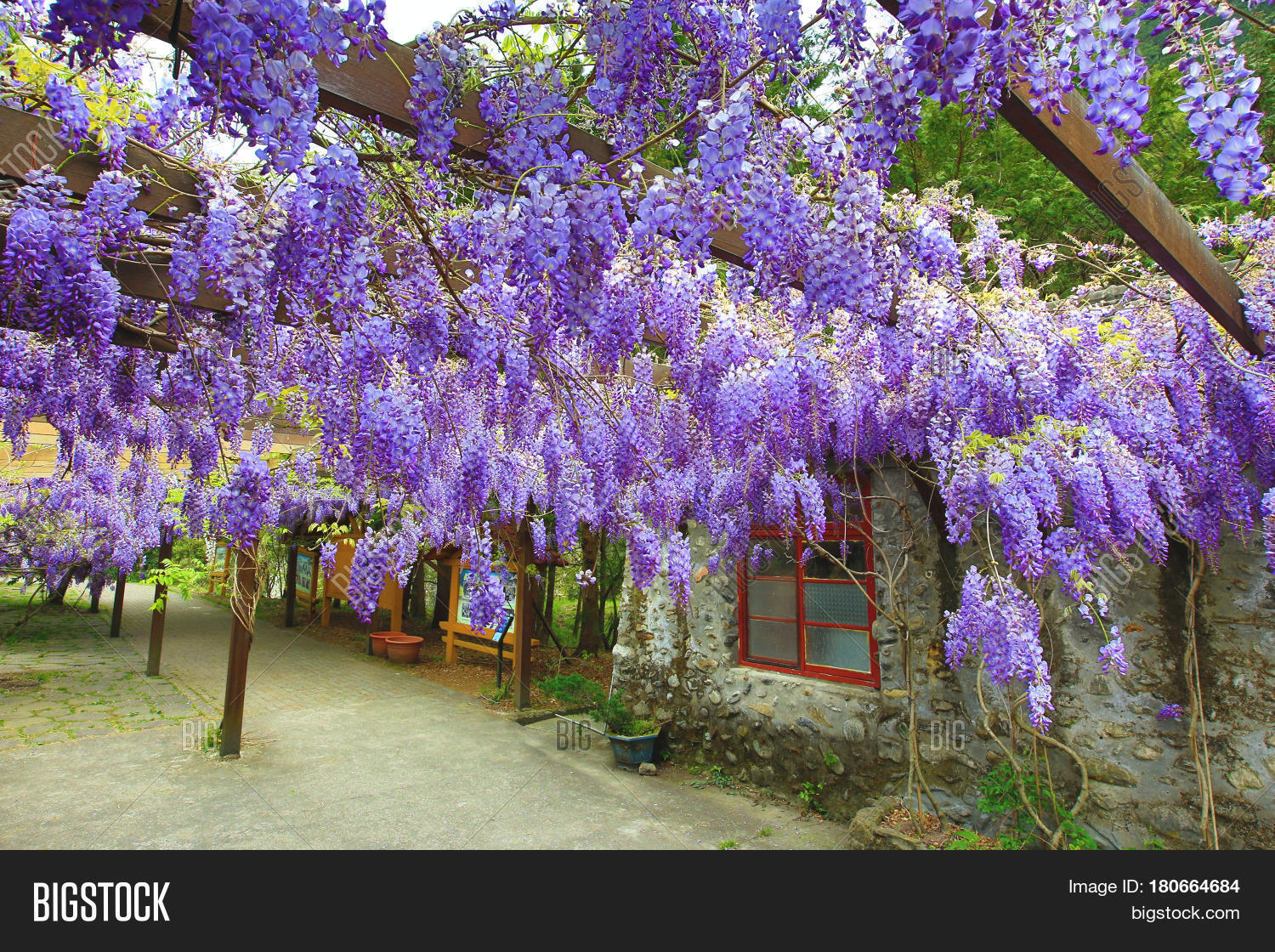 Purple Wisteria Image & Photo (Free Trial) | Bigstock