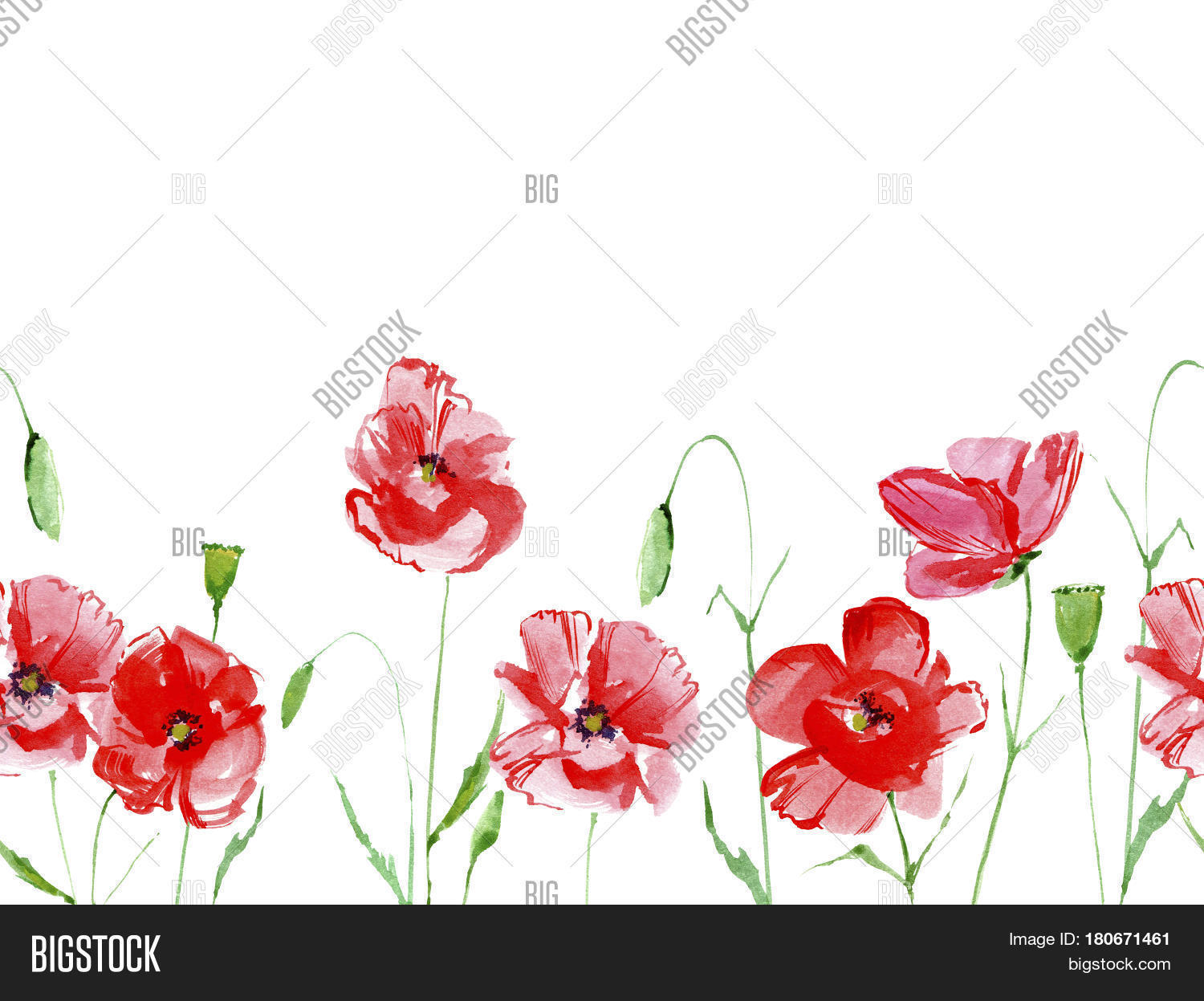 Seamless Border Poppy Image & Photo (Free Trial) | Bigstock