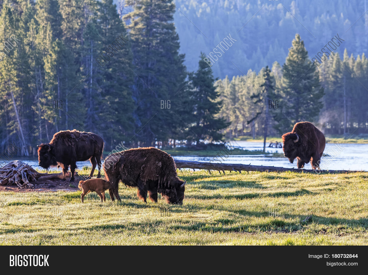 Wild American Bison Image & Photo (Free Trial) | Bigstock